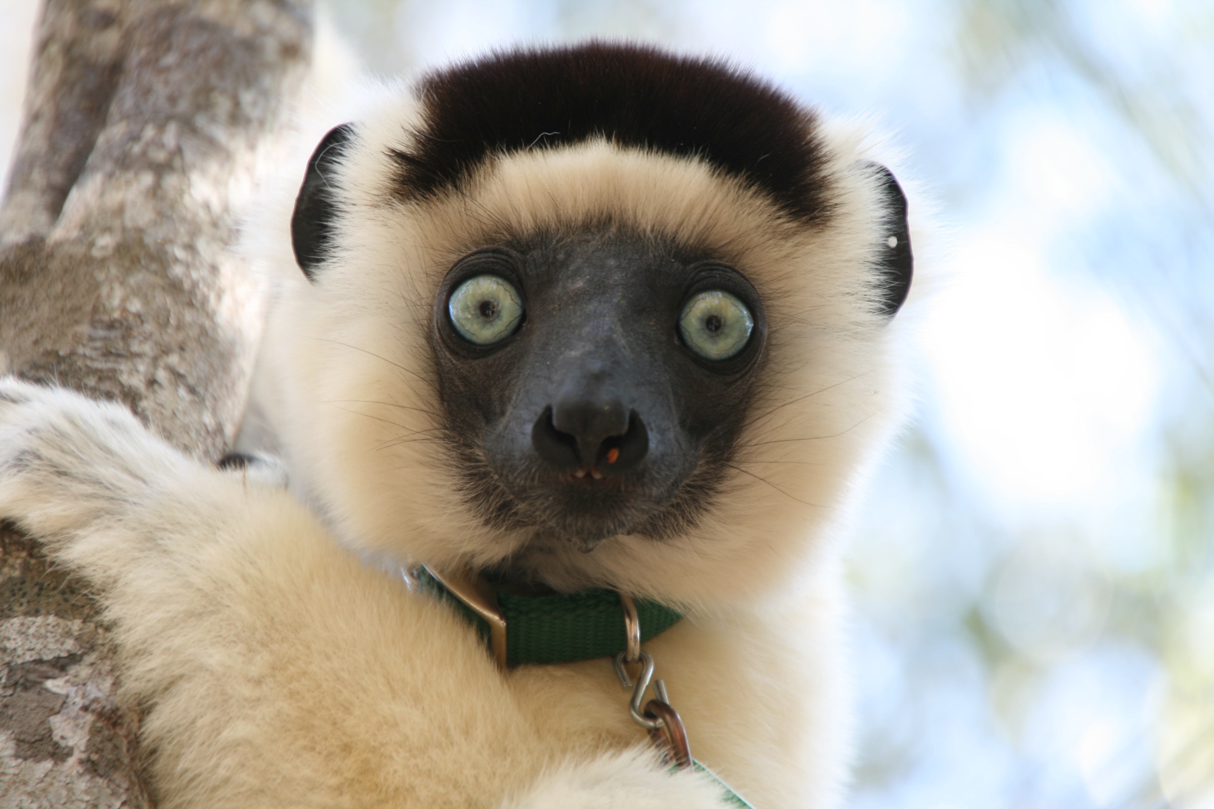 Friendship and Female Power in the Lemurs of Madagascar : Environmental ...